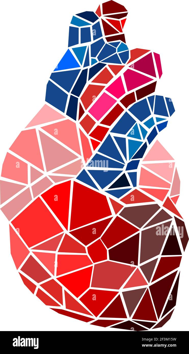 Human heart vector illustration Stock Vector Image & Art - Alamy
