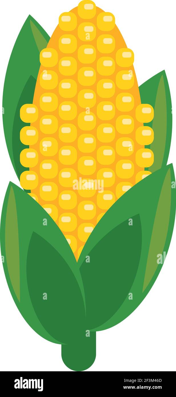 Native Corn Maize Cut Out Stock Images & Pictures - Alamy