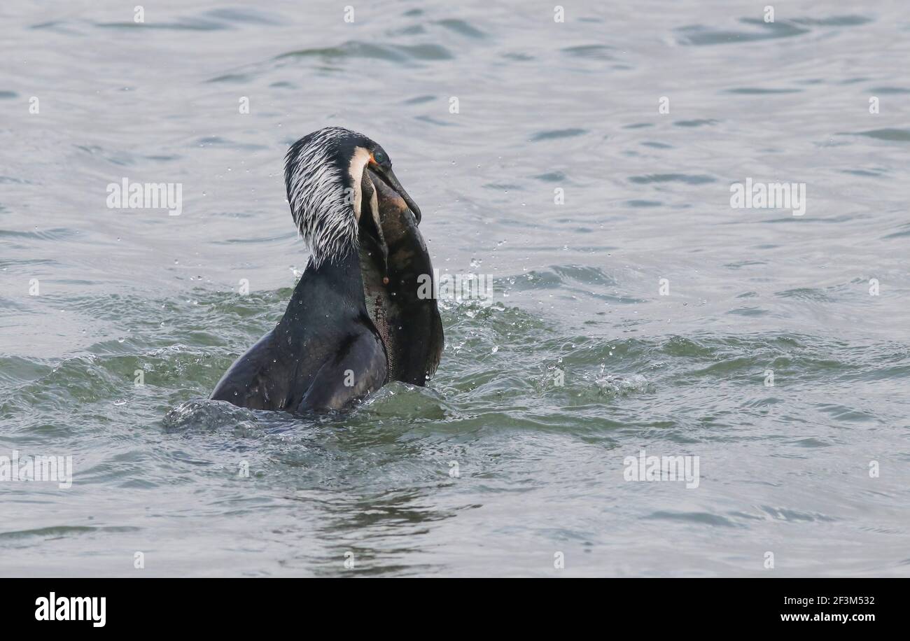 Cormorant with a large, already dead, trout before dropping it as too ...
