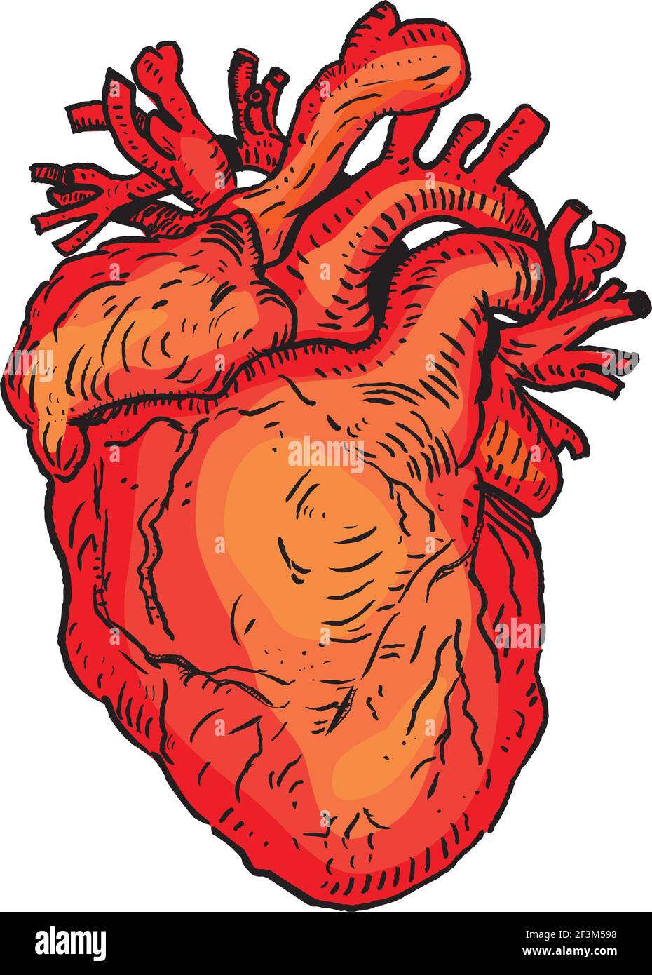 Human heart vector illustration Stock Vector Image & Art - Alamy