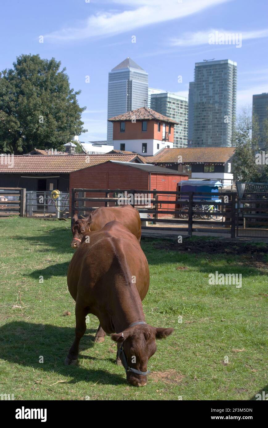 Cows at Surrey Quays Farm with Canary Wharf behind, London, SE16 ...