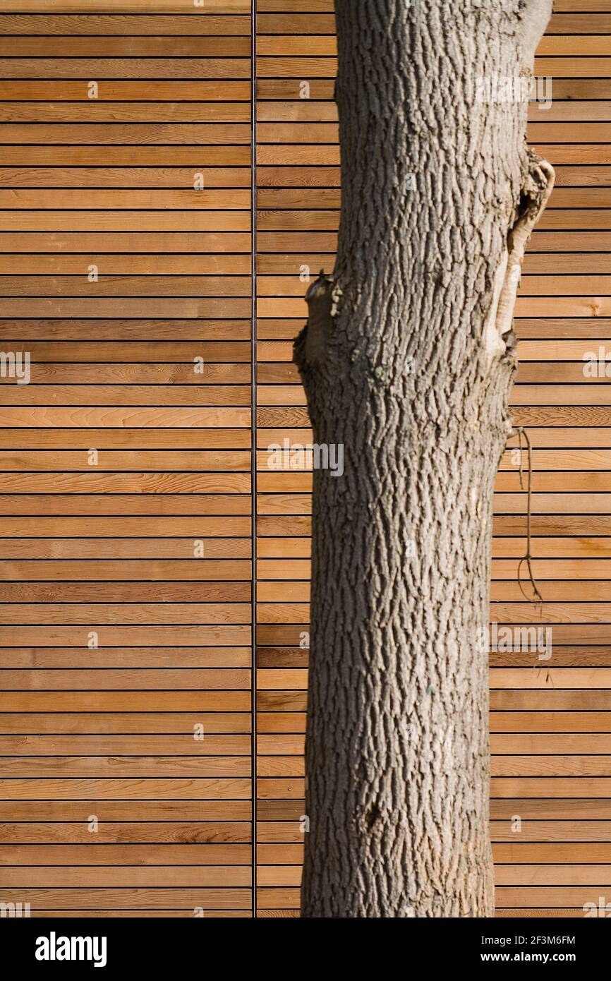 Tree trunk against wood clad exterior, UK Stock Photo - Alamy
