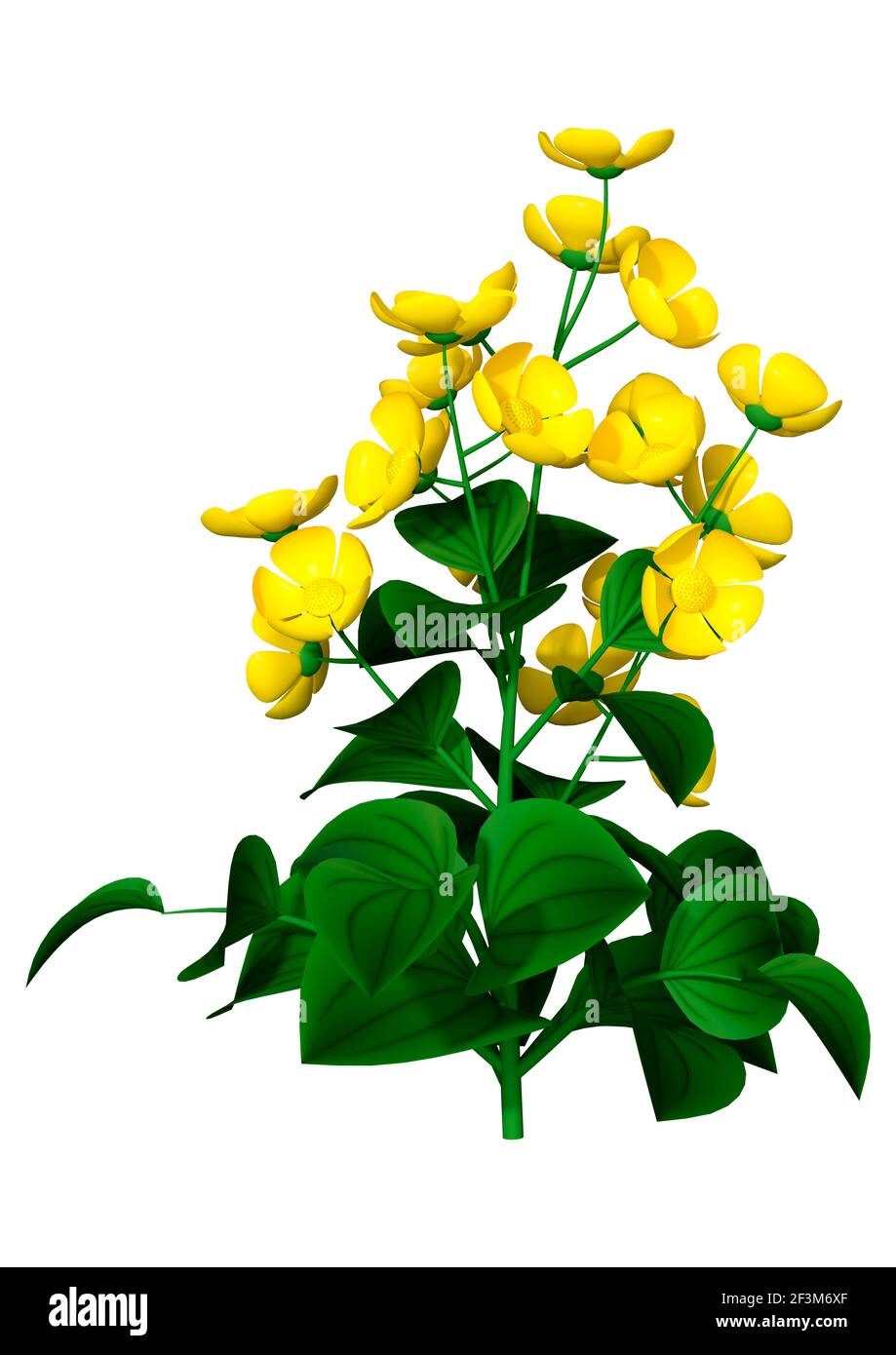 3D rendering of a blooming buttercup plant isolated on white background ...