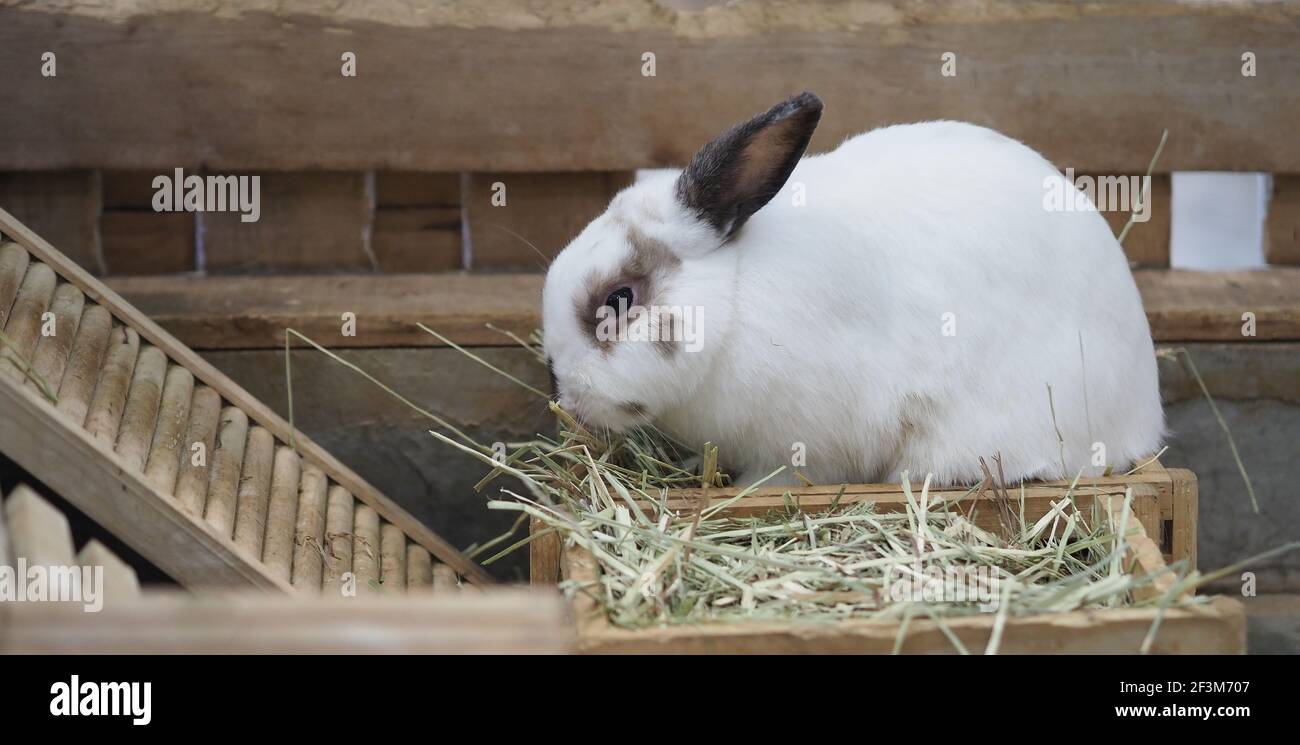 White color rabbit or bunny sitting and playing on cement floor in ...