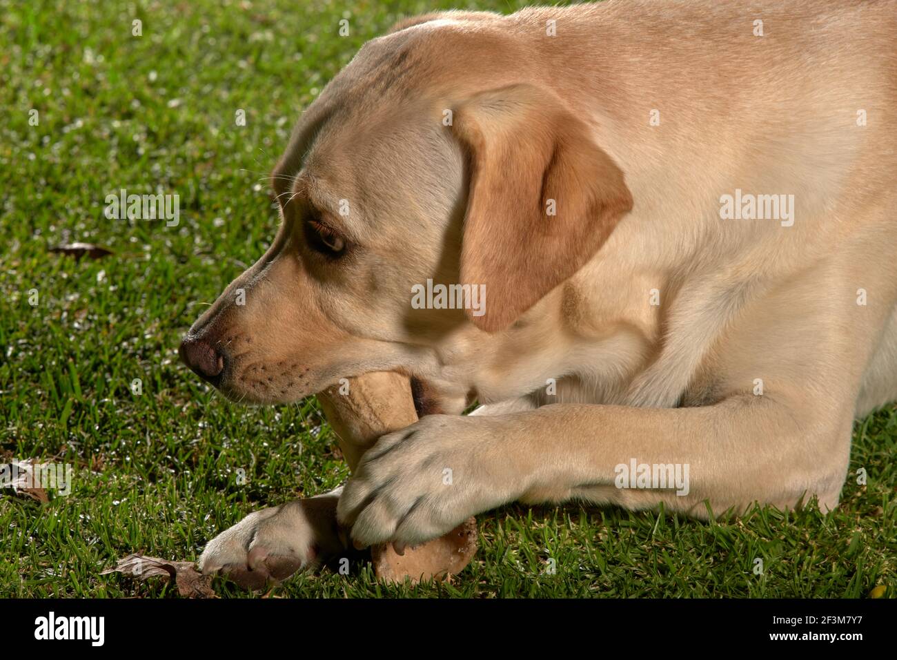 Golden puppy chewing hi-res stock photography and images - Alamy