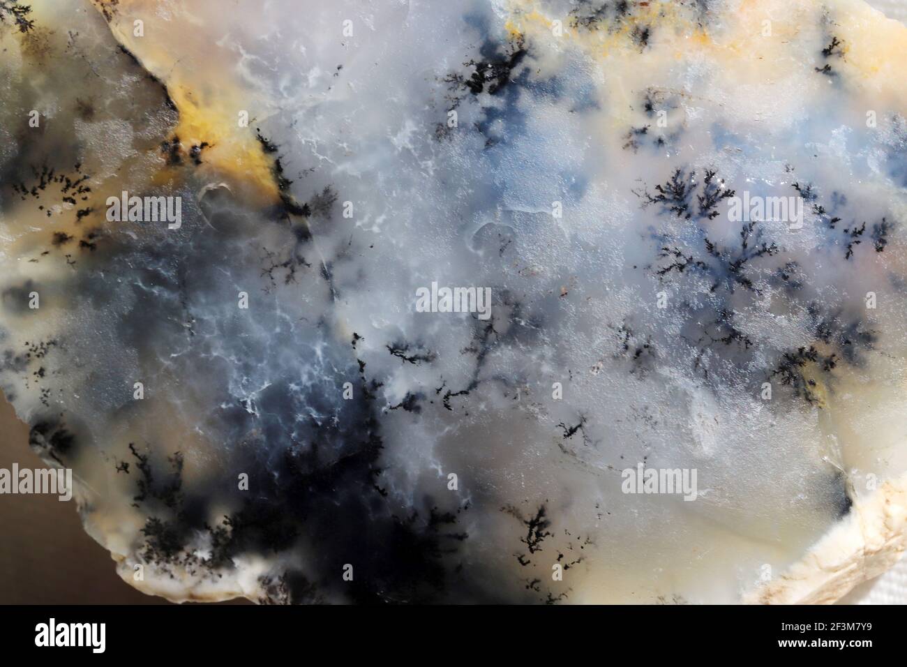 Fossilized plant on quartz stone Stock Photo - Alamy