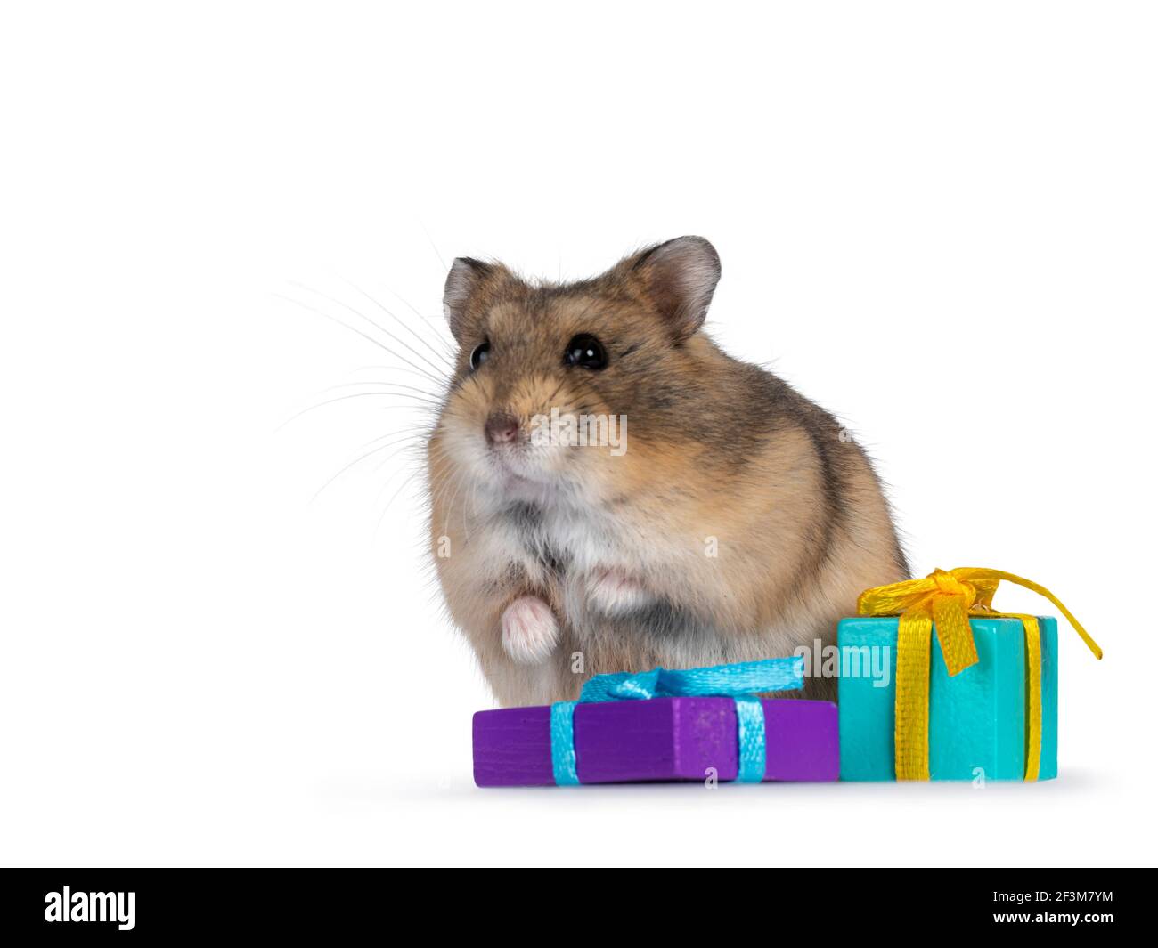 Happy birthday hamster hi-res stock photography and images - Alamy