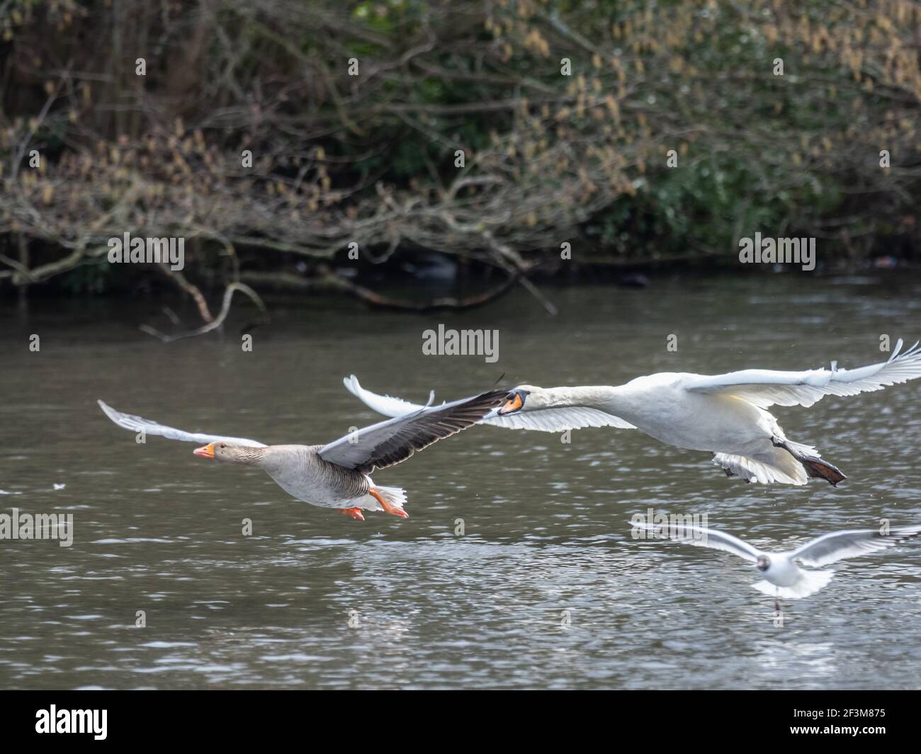 Swan chasing goose hi-res stock photography and images - Alamy