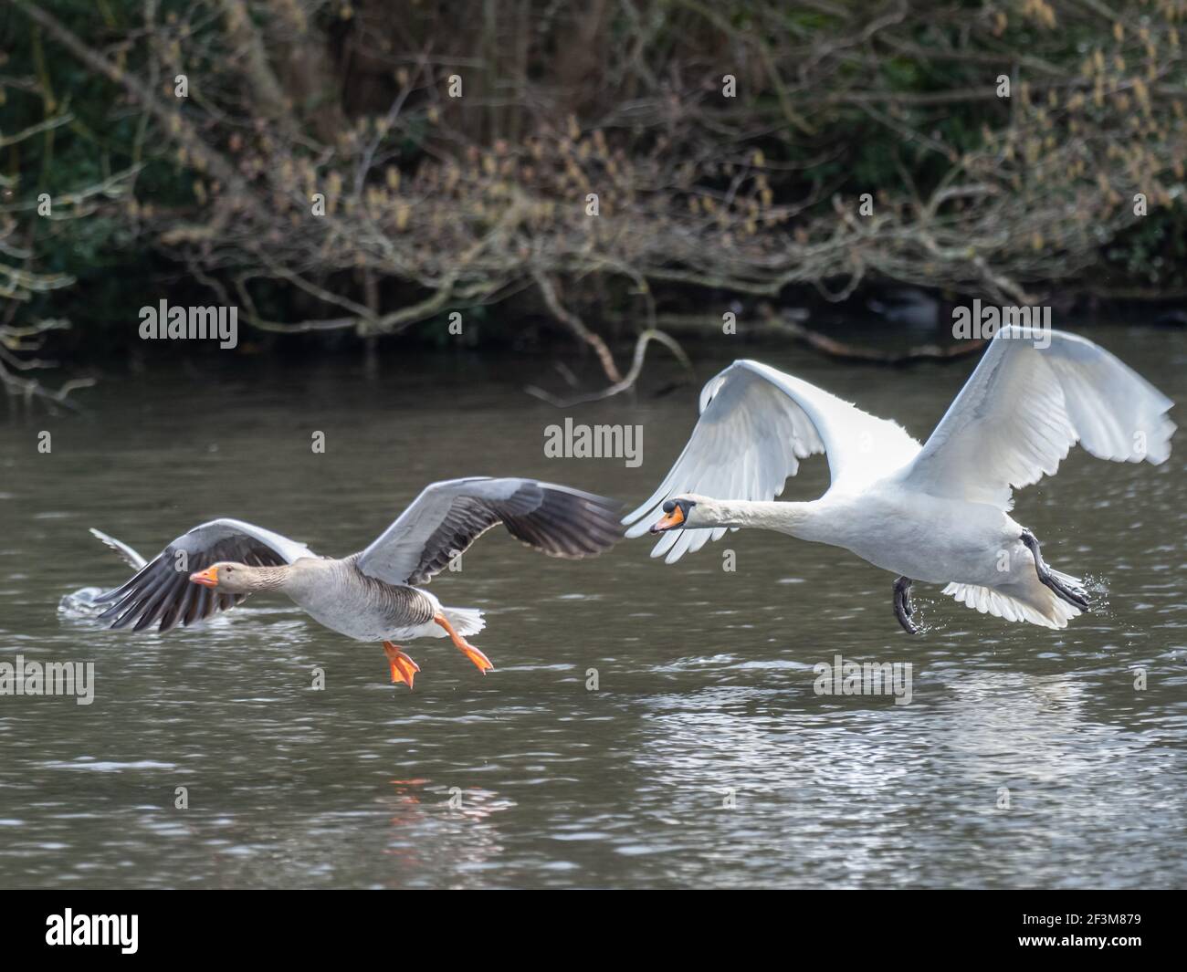 Greylag Goose And Mute Swan High Resolution Stock Photography and ...