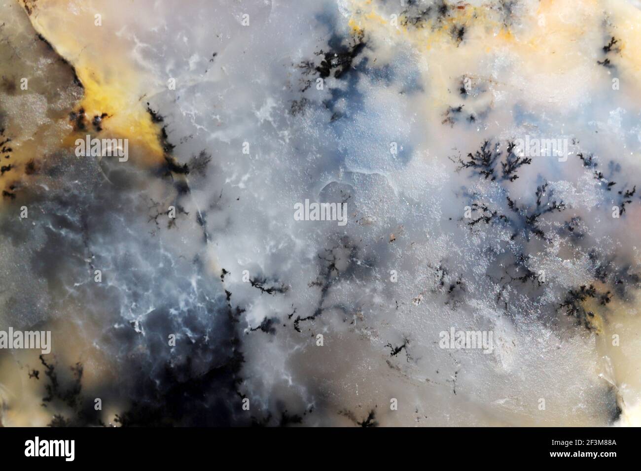 Fossilized plant stem hi-res stock photography and images - Alamy