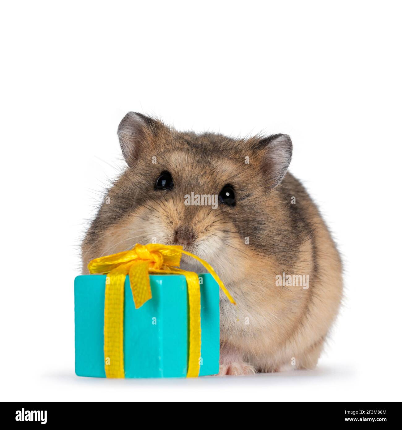 Happy birthday hamster hi-res stock photography and images - Alamy