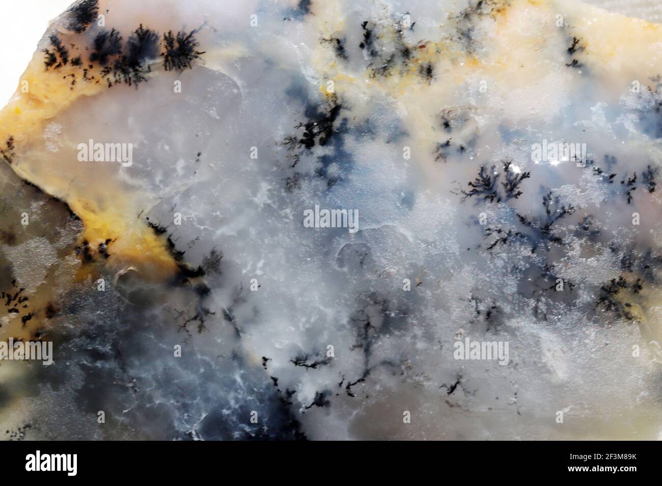 Fossilized plant on quartz stone Stock Photo - Alamy
