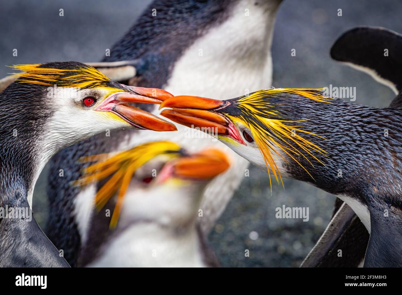 Royal penguin competition on Macquarie Island Stock Photo - Alamy