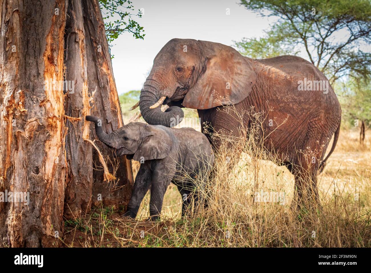 Elephants tearing bark from baobab tree Stock Photo - Alamy