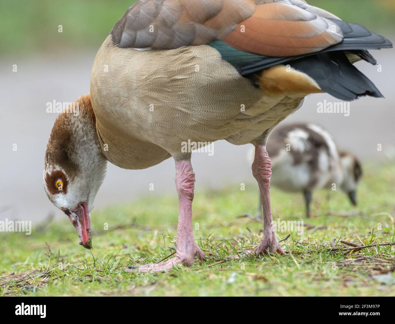 British mother goose hi-res stock photography and images - Alamy