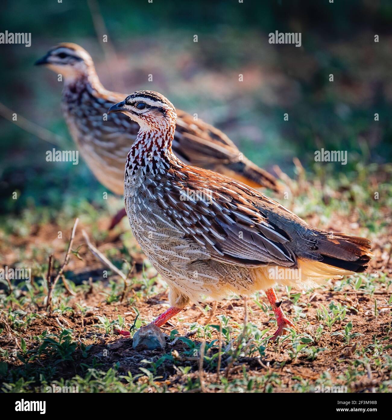 Francolins environment hi-res stock photography and images - Alamy