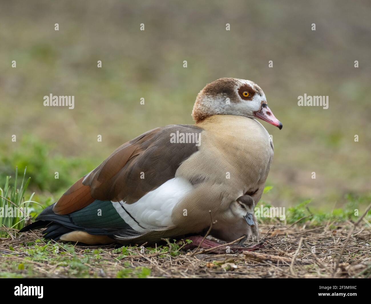 Egyptian mummy of a baby hi-res stock photography and images - Alamy