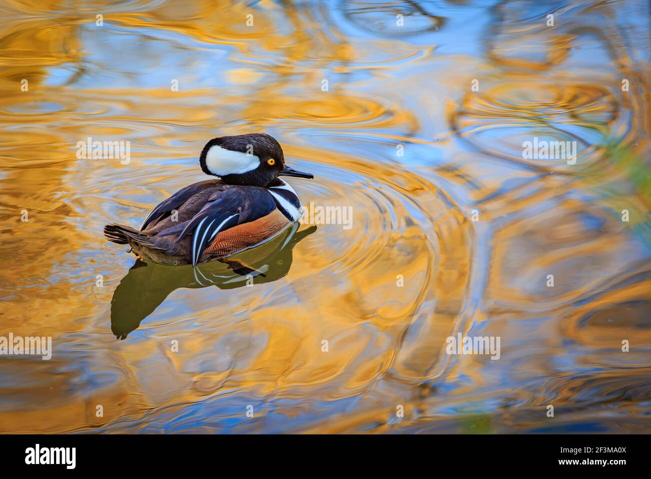 Hooded merganser with reflection Stock Photo - Alamy