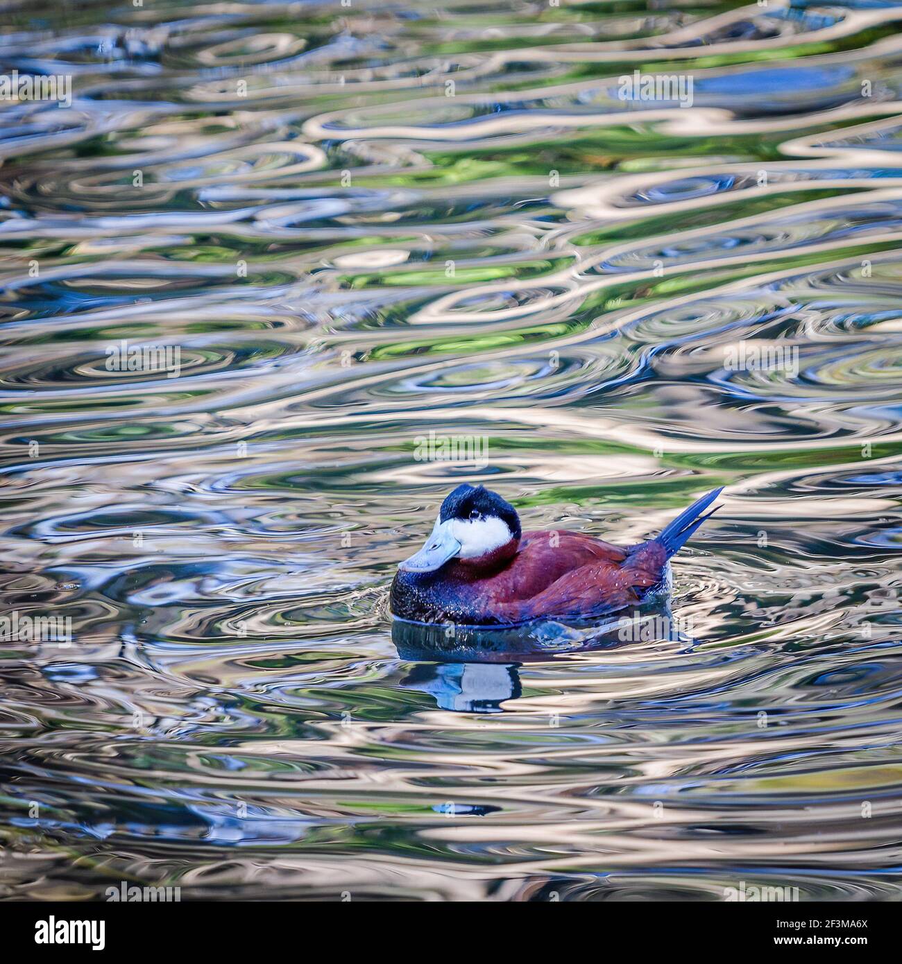 Rudy duck hi-res stock photography and images - Alamy