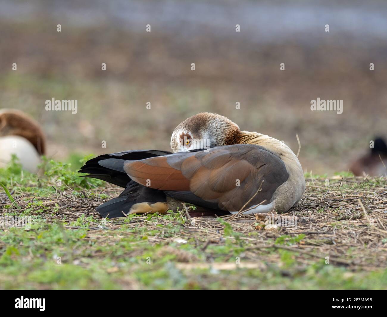 Female Egyptian Goose Preening Stock Photo - Alamy