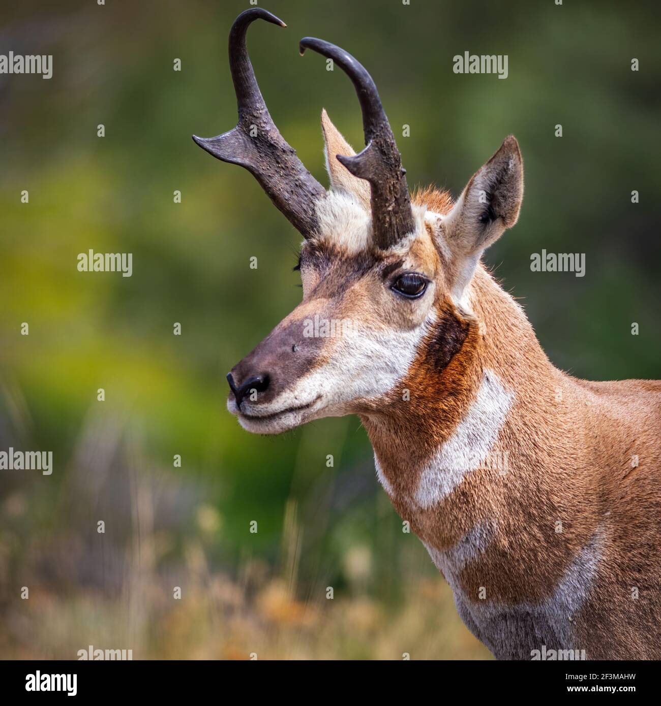 Pronghorn antelope in Montana Stock Photo - Alamy