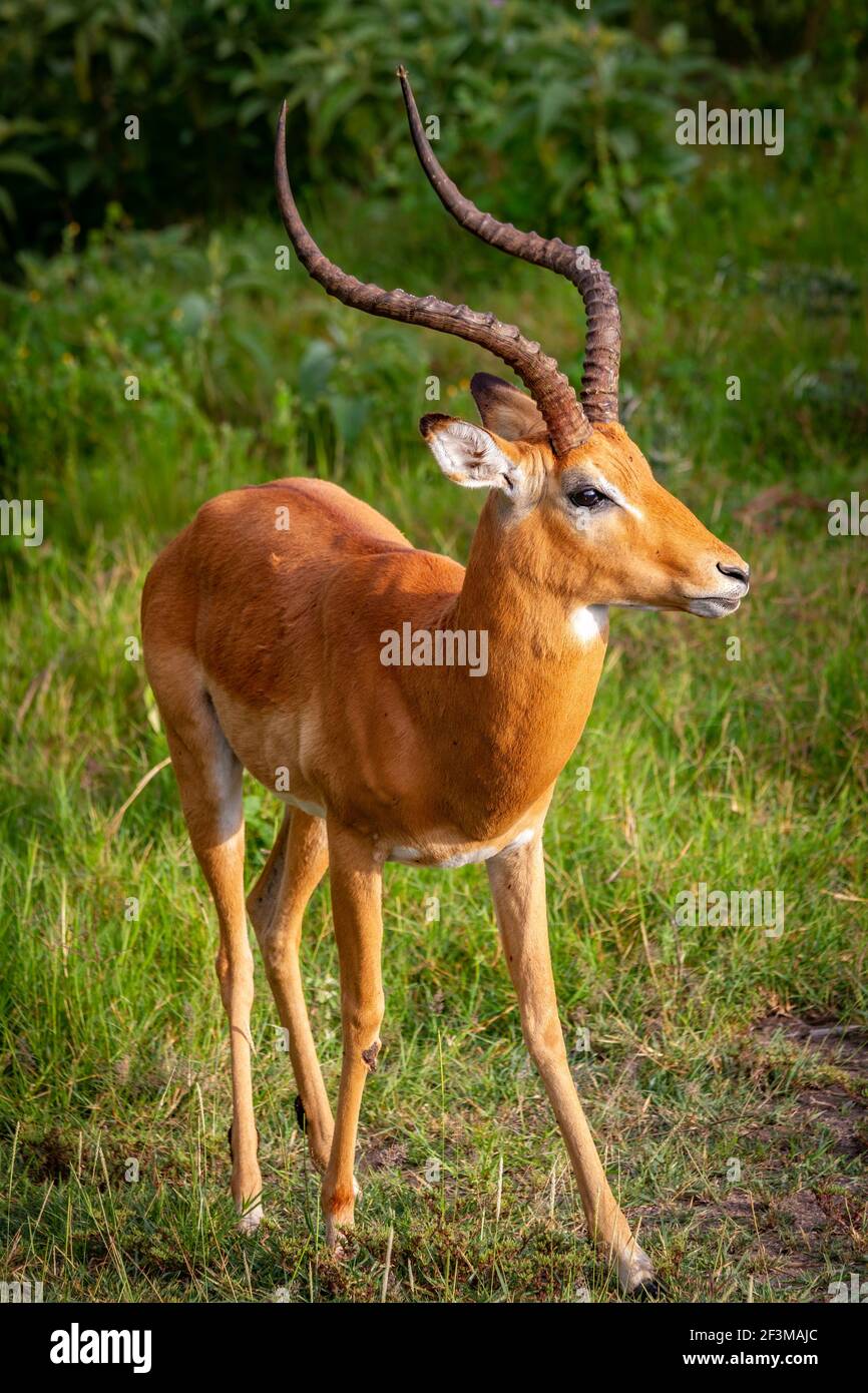 Amboseli impala kenya amboseli national park hi-res stock photography ...