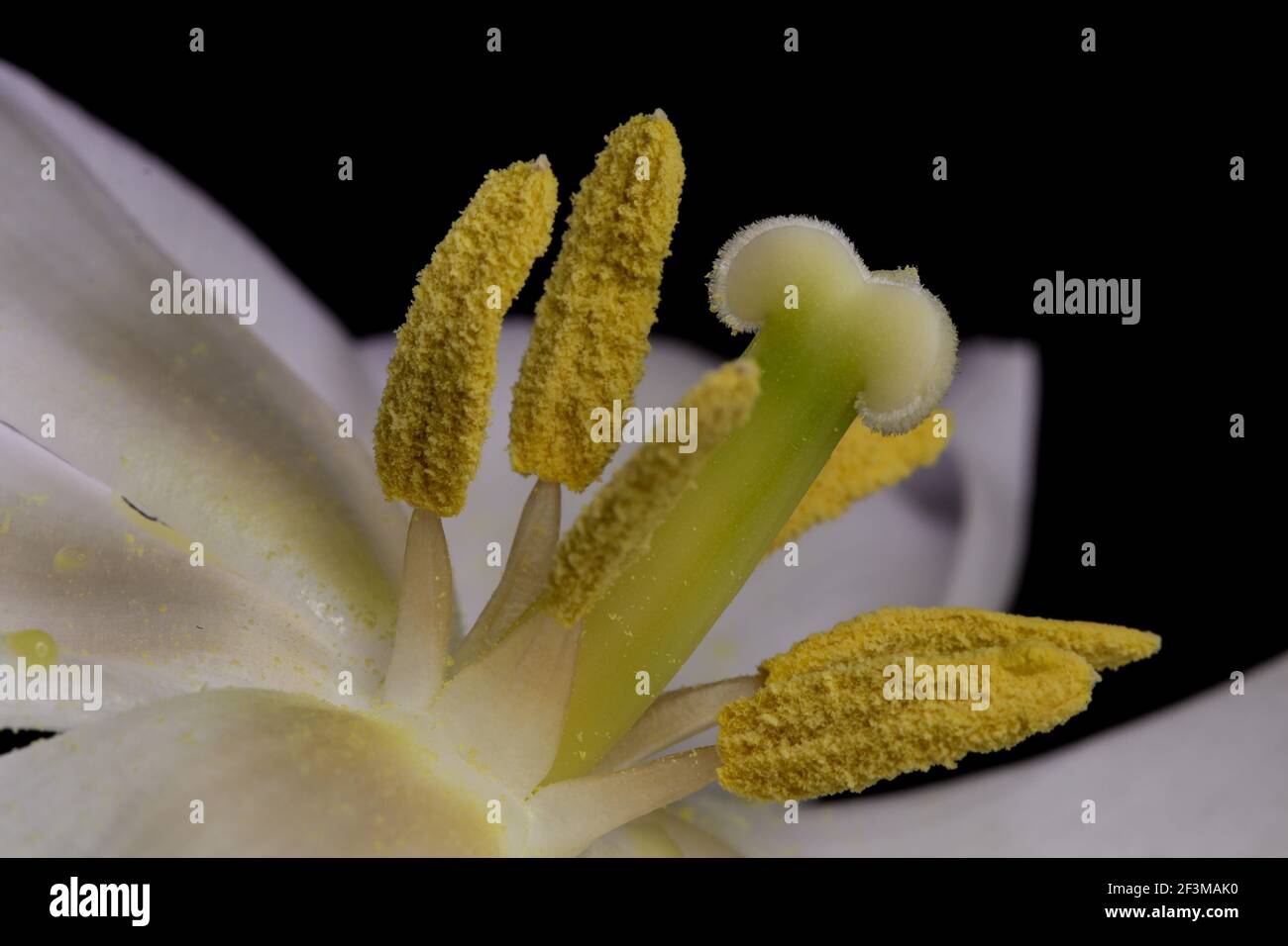Inside of a tulip hi-res stock photography and images - Alamy