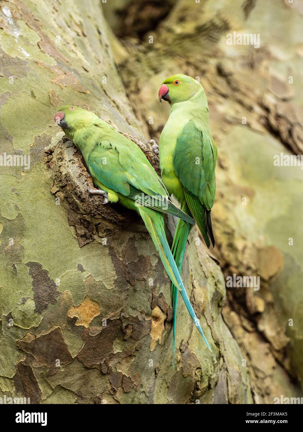 Ring Necked Parakeet looking into a Nest in a Tree Stock Photo - Alamy