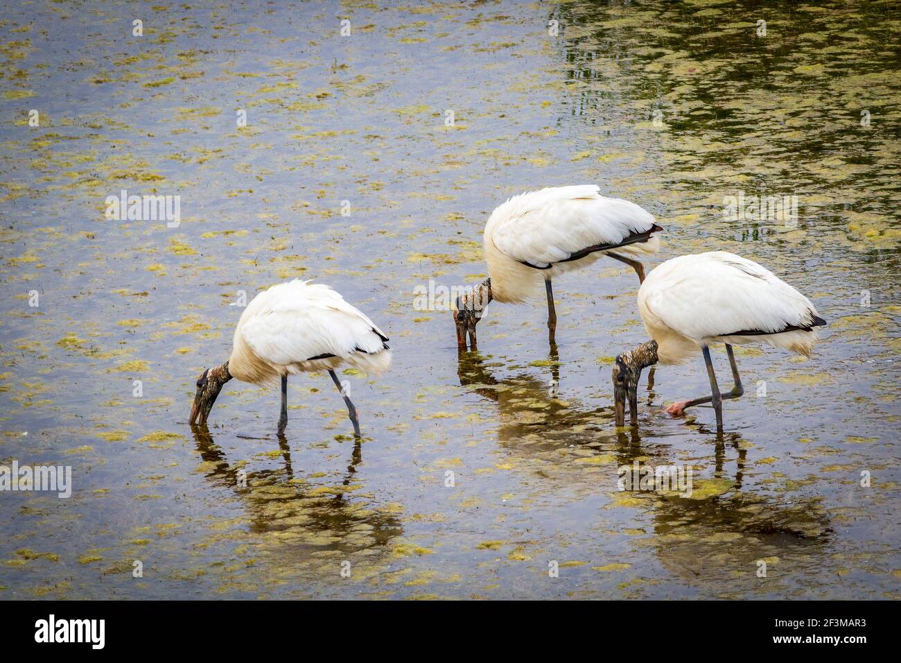Storks feeding hi-res stock photography and images - Alamy