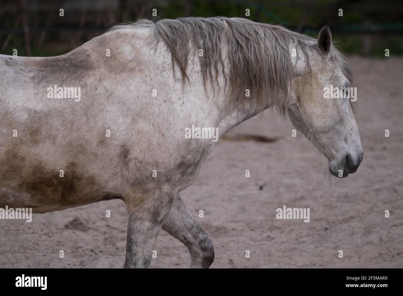 Side view of a gray horse walking in step in a sandbox outdoors Stock ...
