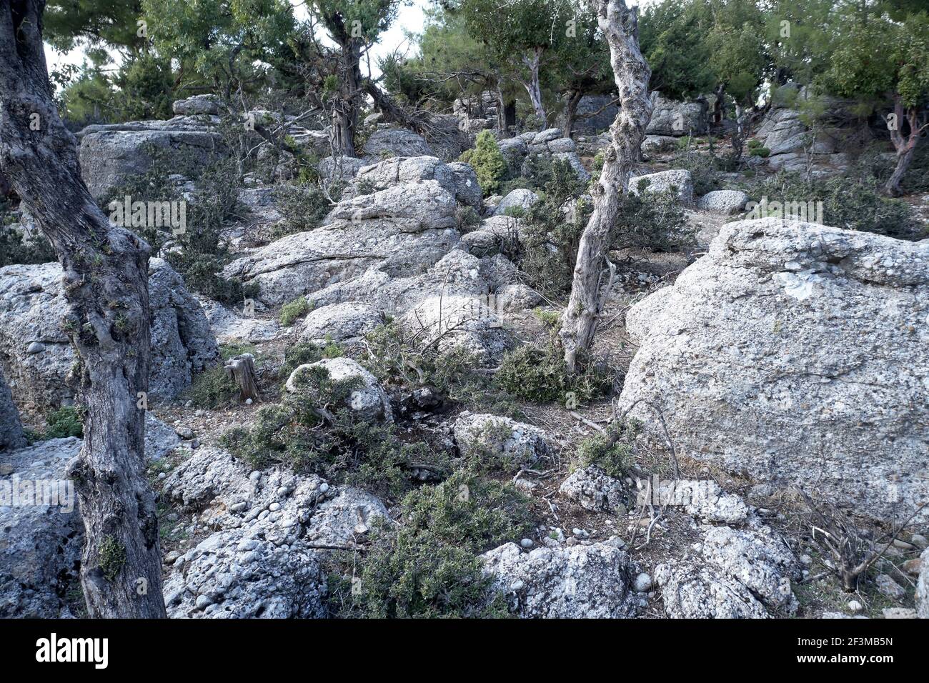 Vegetation growing among rocks hi-res stock photography and images - Alamy