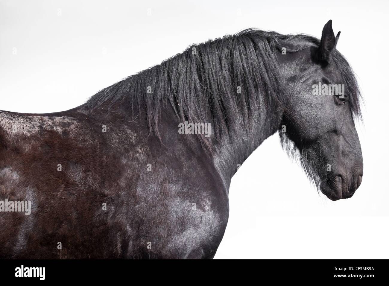 Side view of a standing Friesian horse with head, neck, mane, shoulder ...