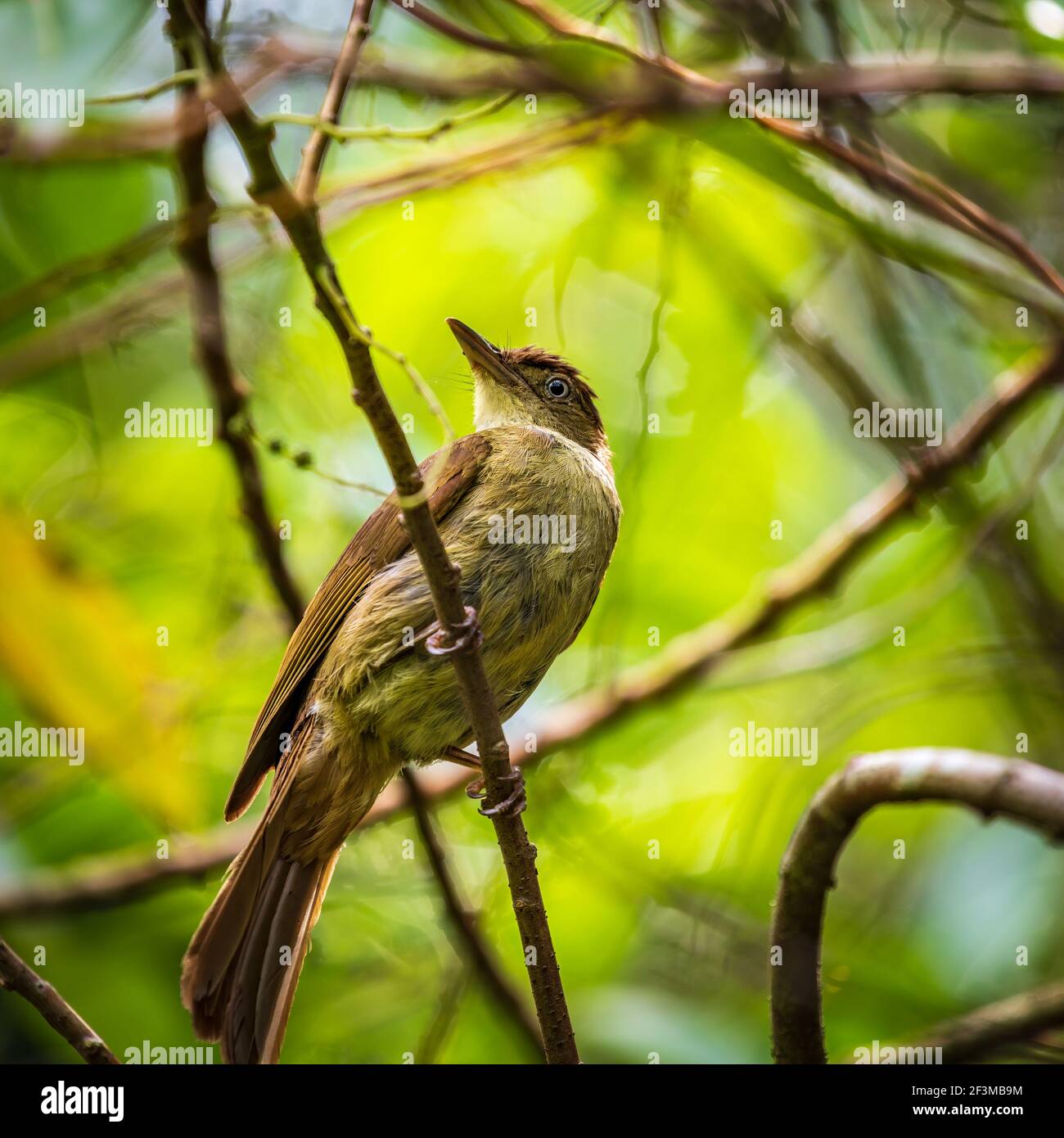 Olive winged hi-res stock photography and images - Alamy