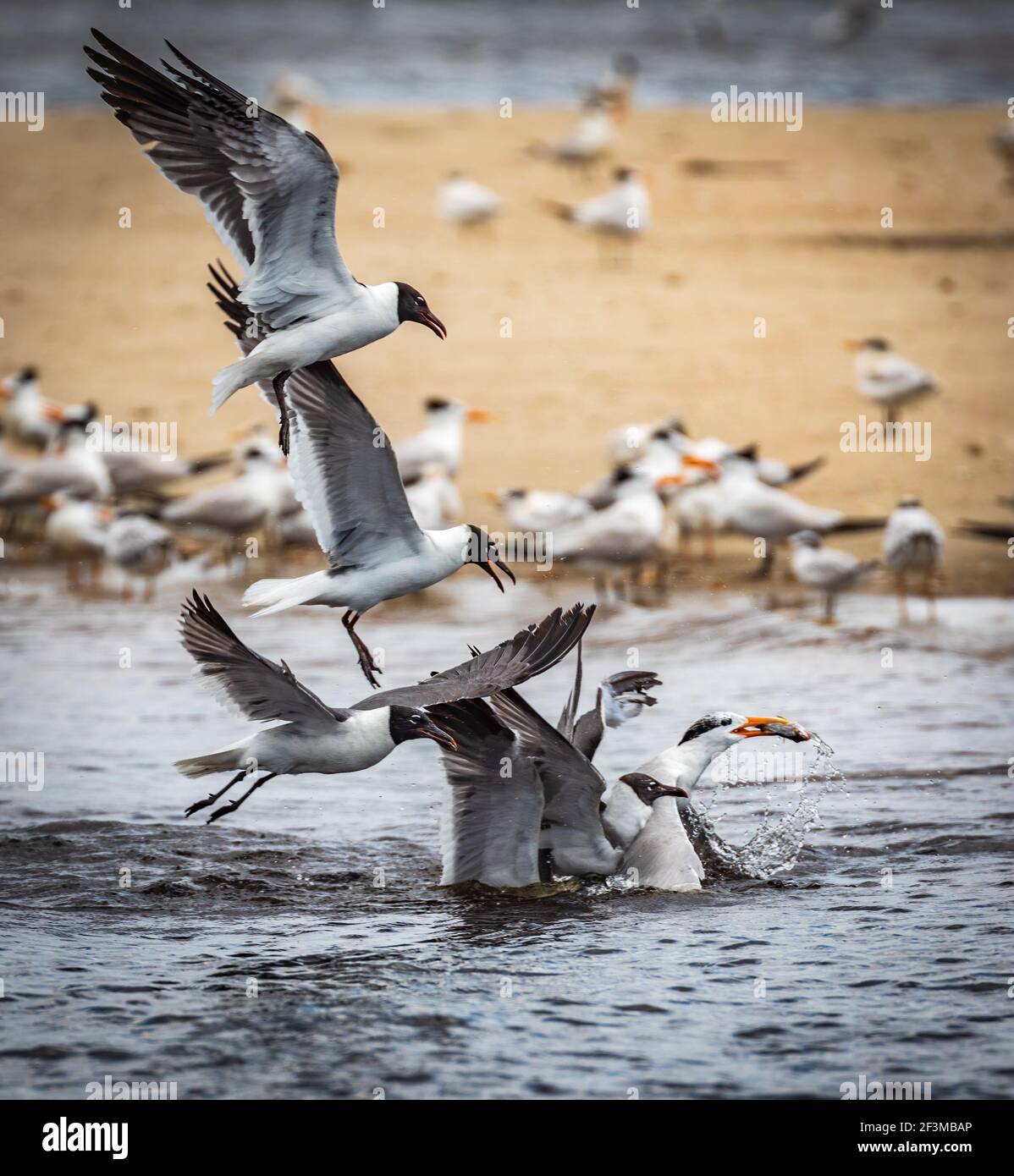 Pestering hi-res stock photography and images - Alamy