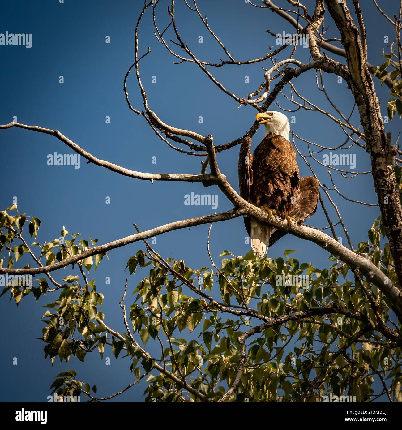 A perched bald eagle Stock Photo - Alamy