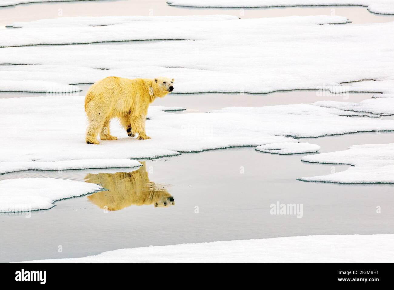 Polar bear on ice with reflection Stock Photo - Alamy