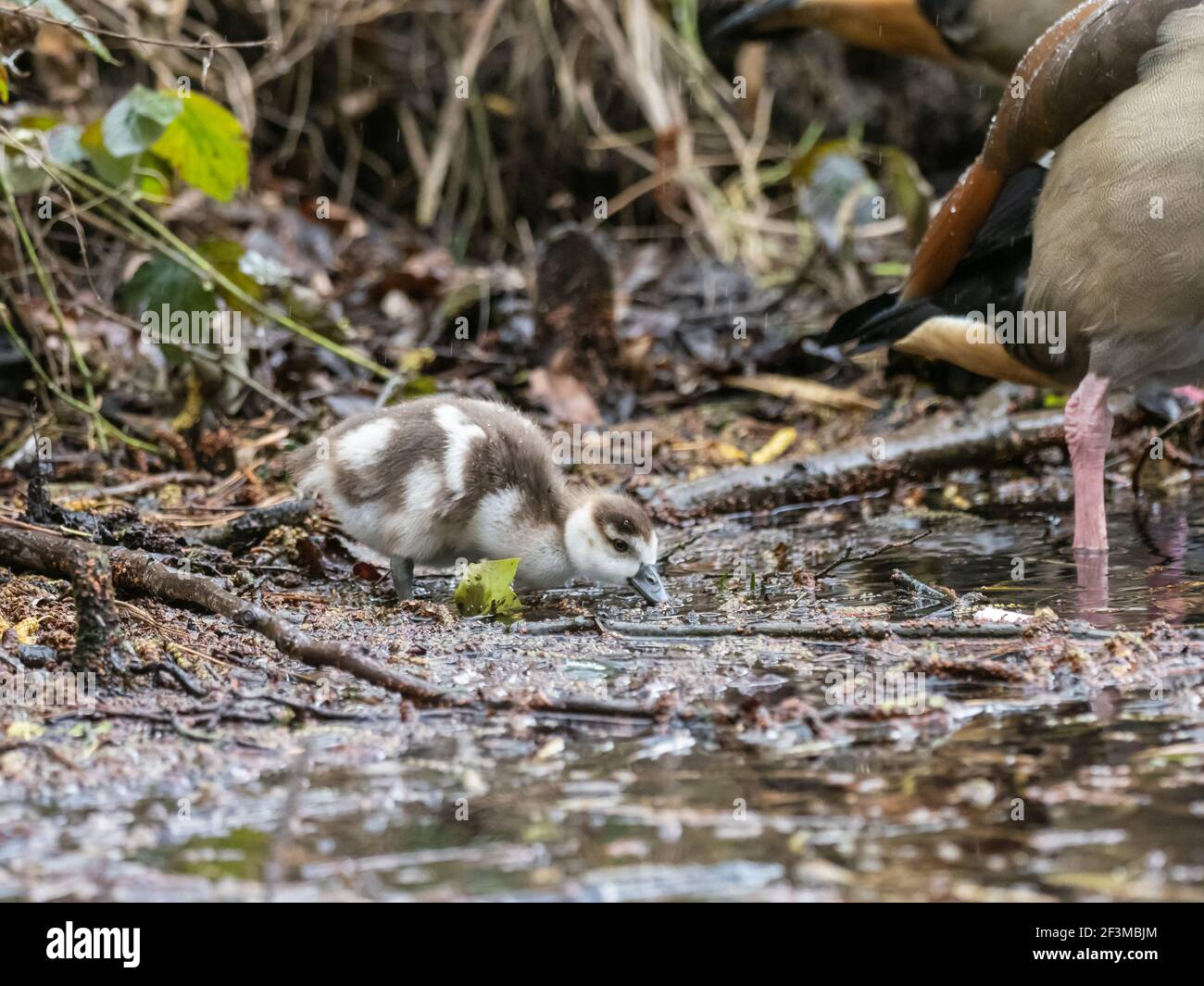 Drinking gosling hi-res stock photography and images - Alamy