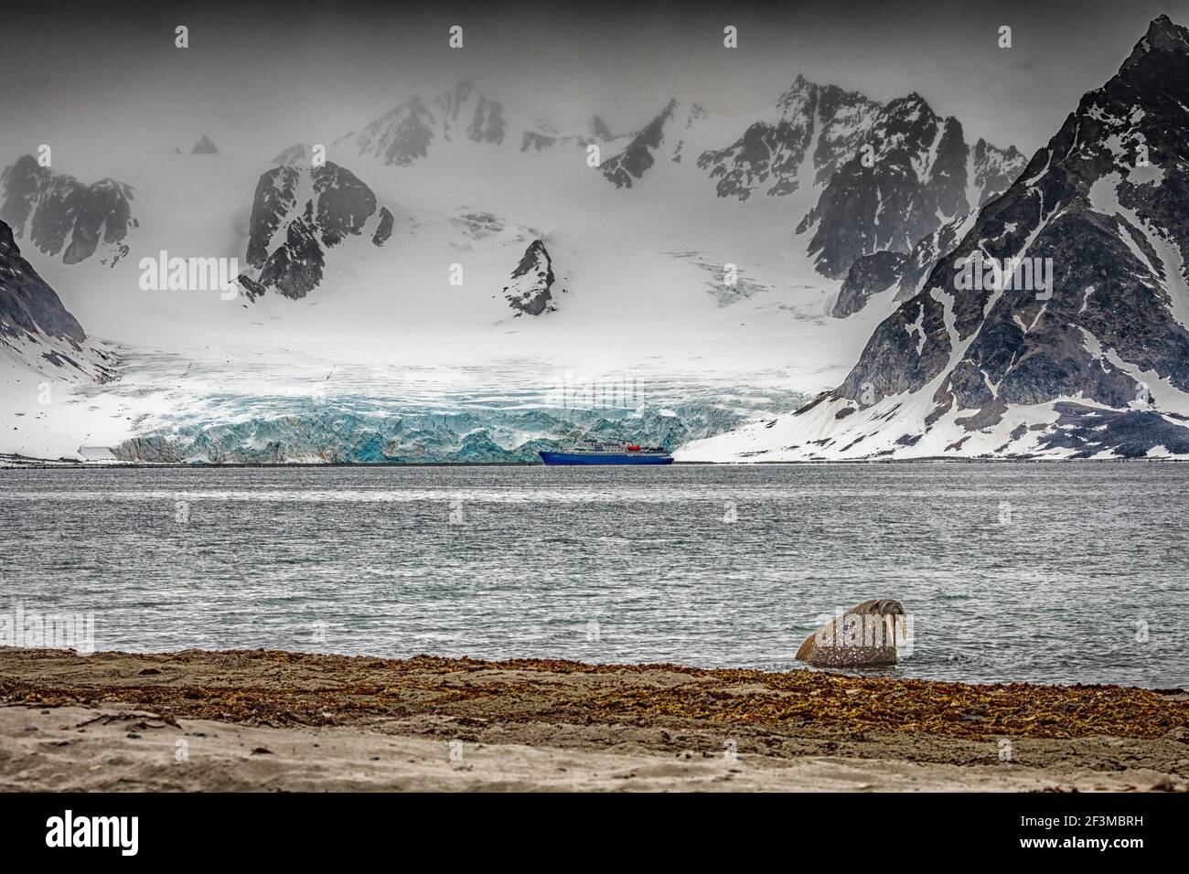 Lone walrus on Svalbard beach Stock Photo - Alamy