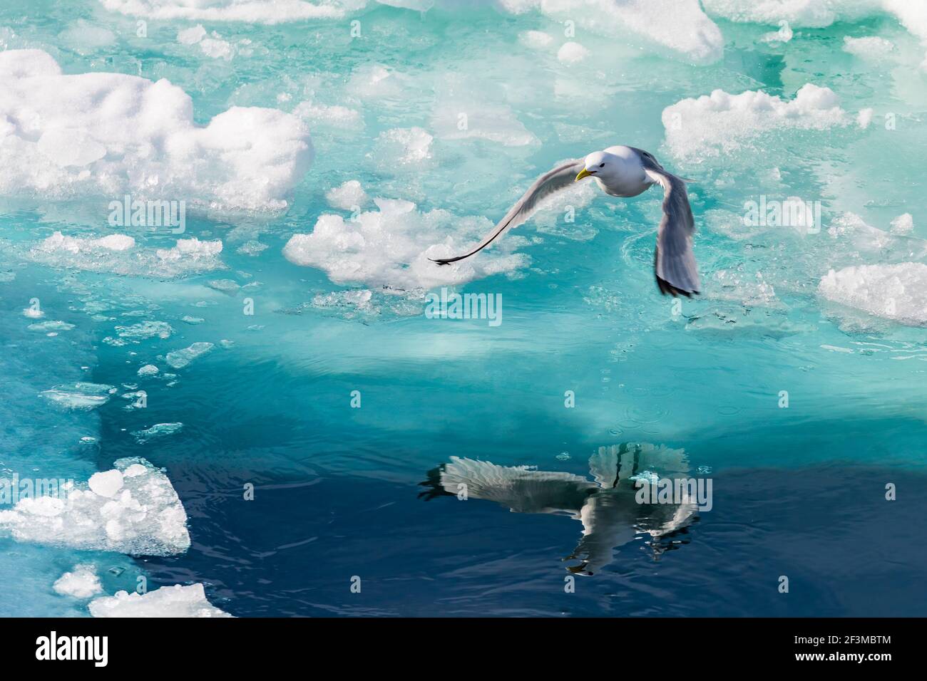 Black-legged kittiwake in flight Stock Photo - Alamy