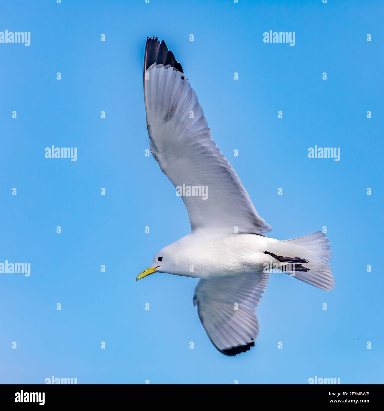 Flying black-legged kittiwake Stock Photo - Alamy