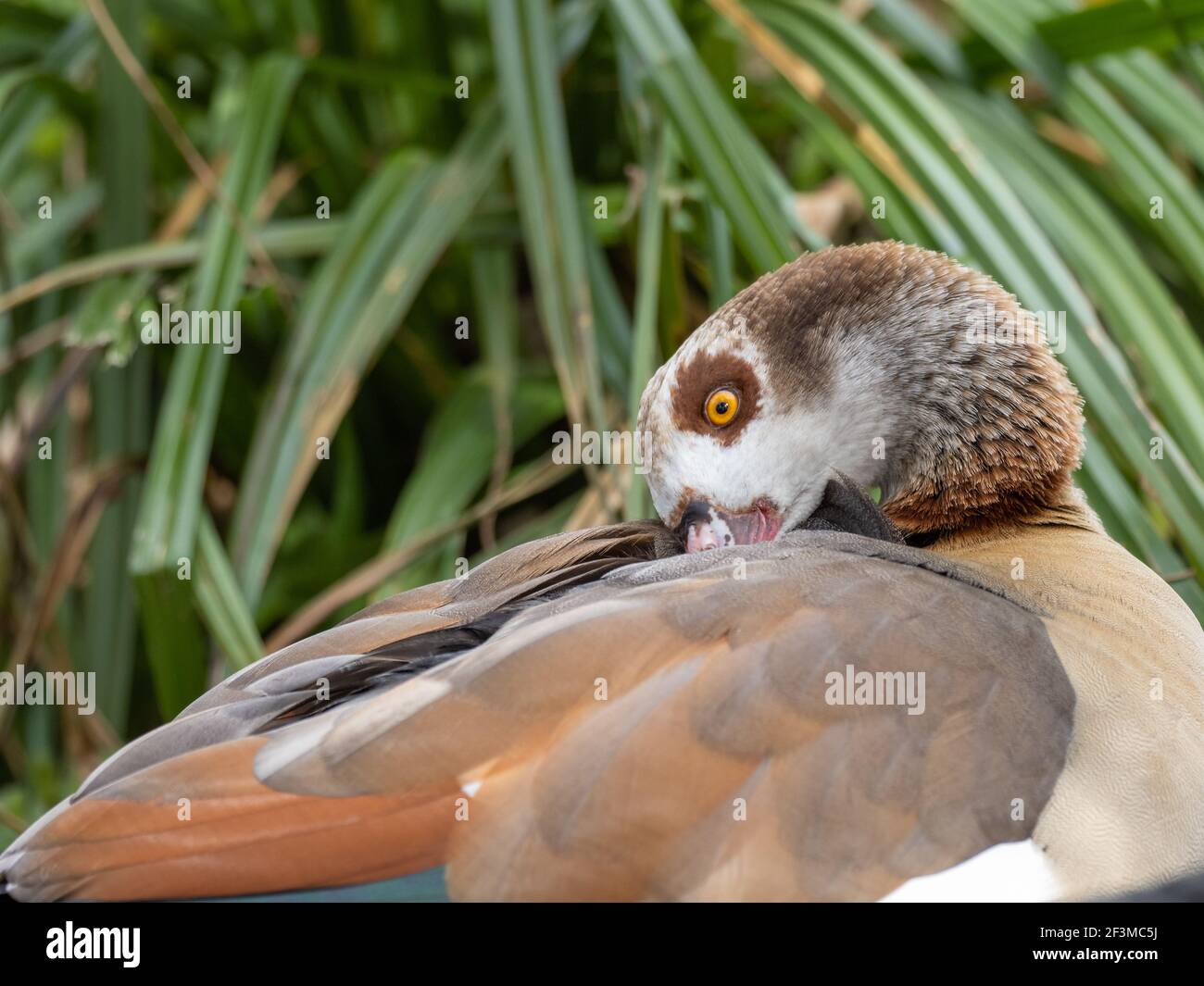 Female Egyptian Goose Preening Stock Photo - Alamy