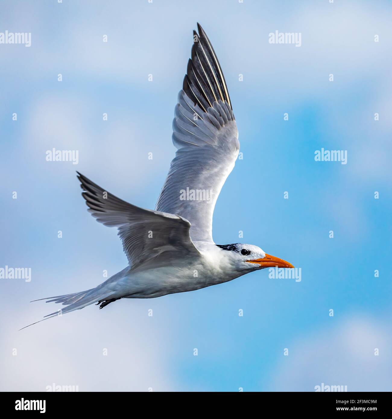 Flight royal hi-res stock photography and images - Alamy