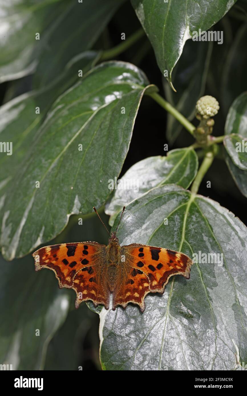 Comma butterflies hi-res stock photography and images - Alamy