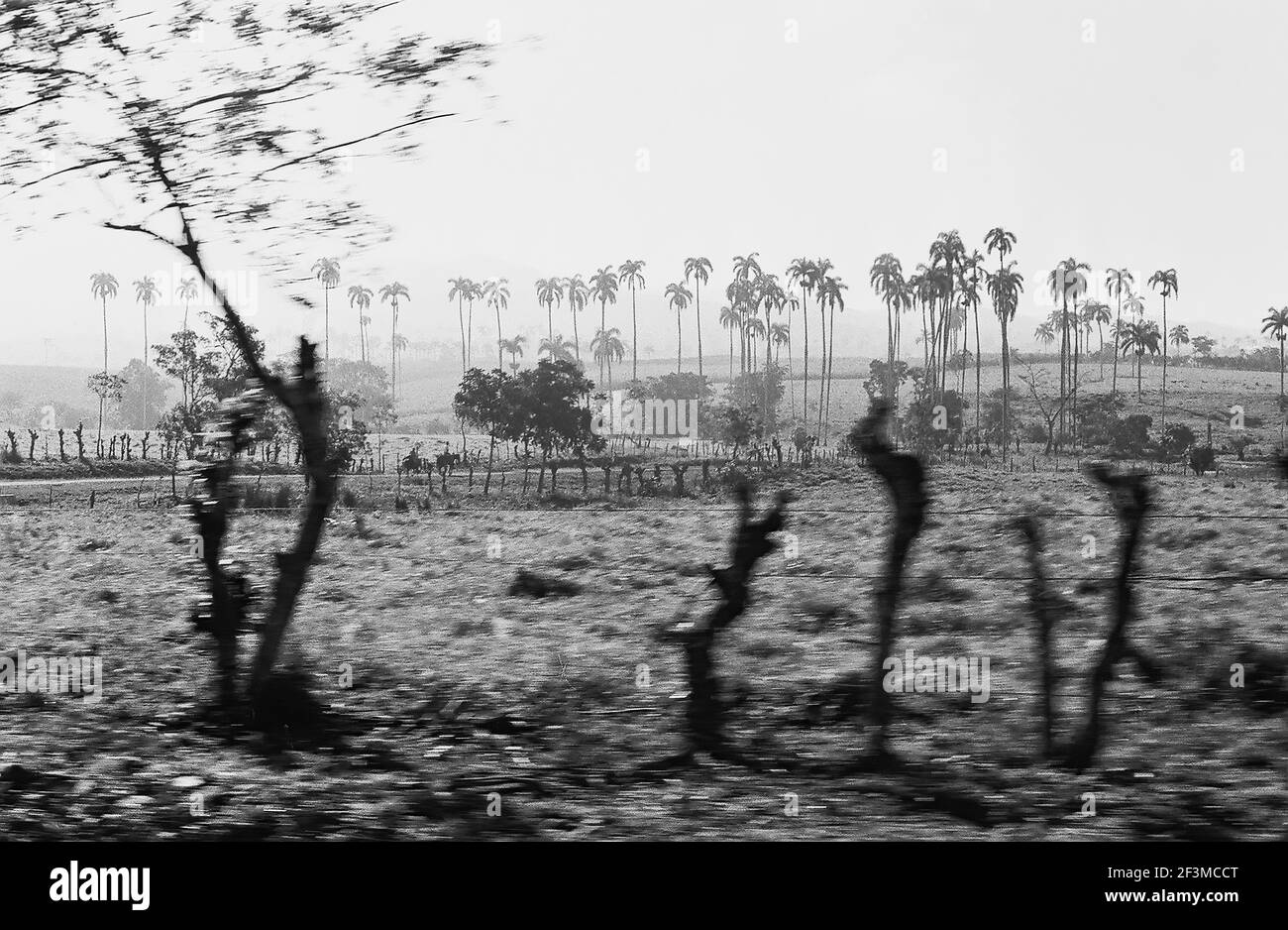 Damage to sugar cane after Hurricane Flora, western Cuba, Cuba, 1963 ...