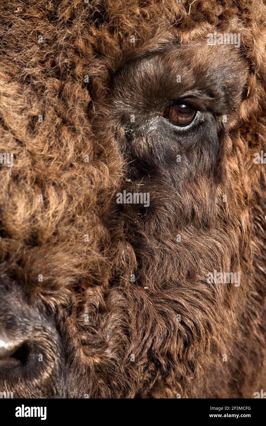 British animal hi-res stock photography and images - Alamy