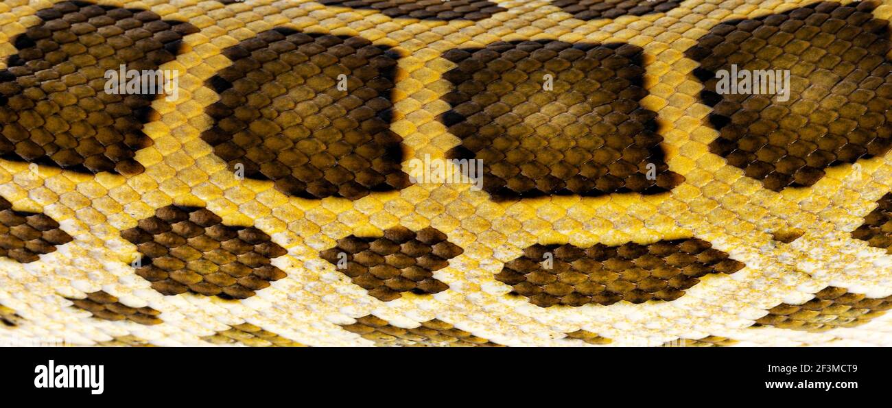 Full frame macro shot of skin from Burmese Python aka Python bivittatus ...