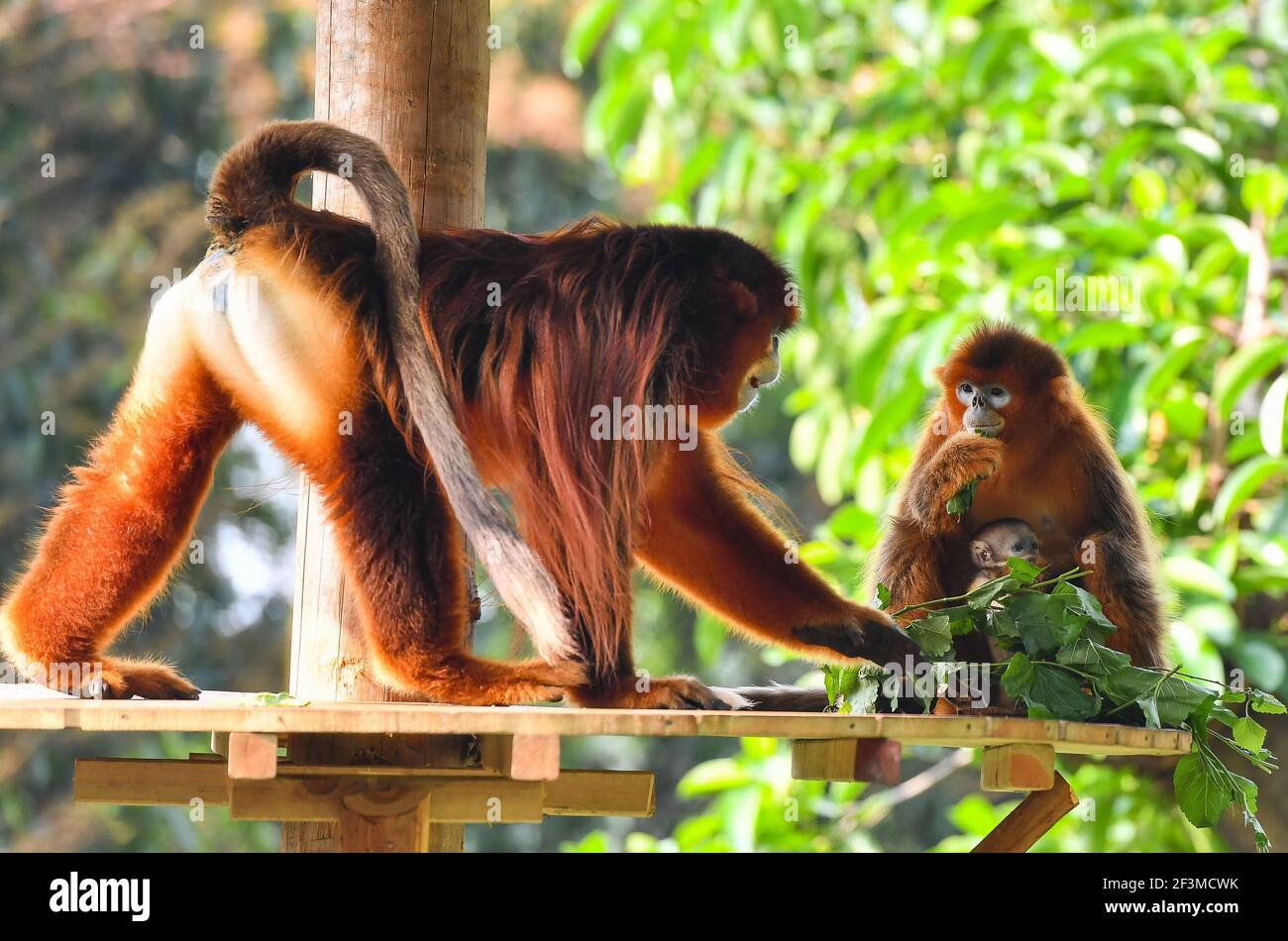 Guangzhou, China's Guangdong Province. 17th Mar, 2021. Male golden snub ...
