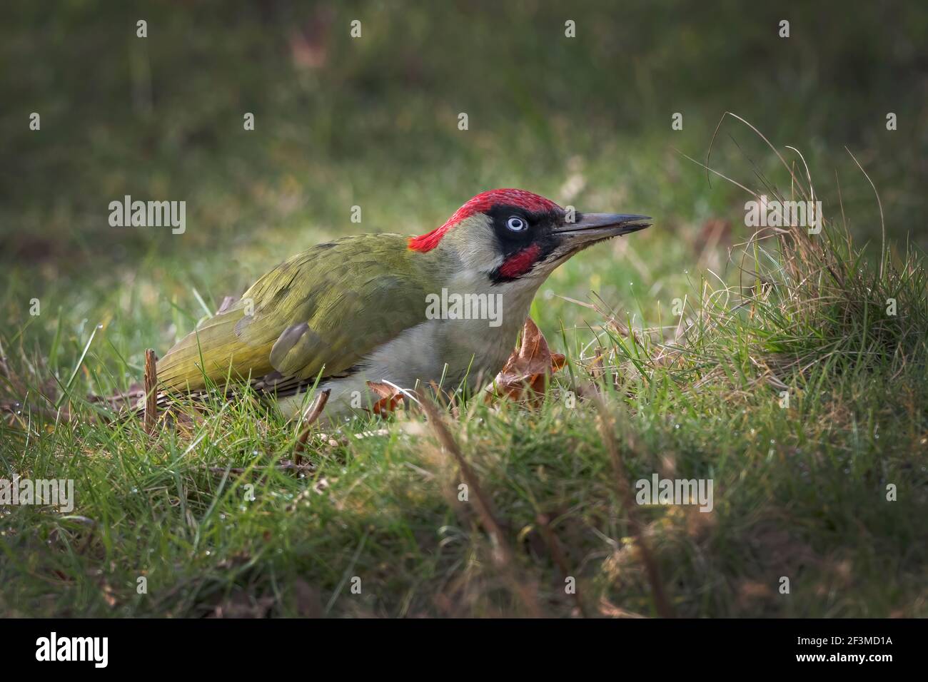 Yaffle voice hi-res stock photography and images - Alamy