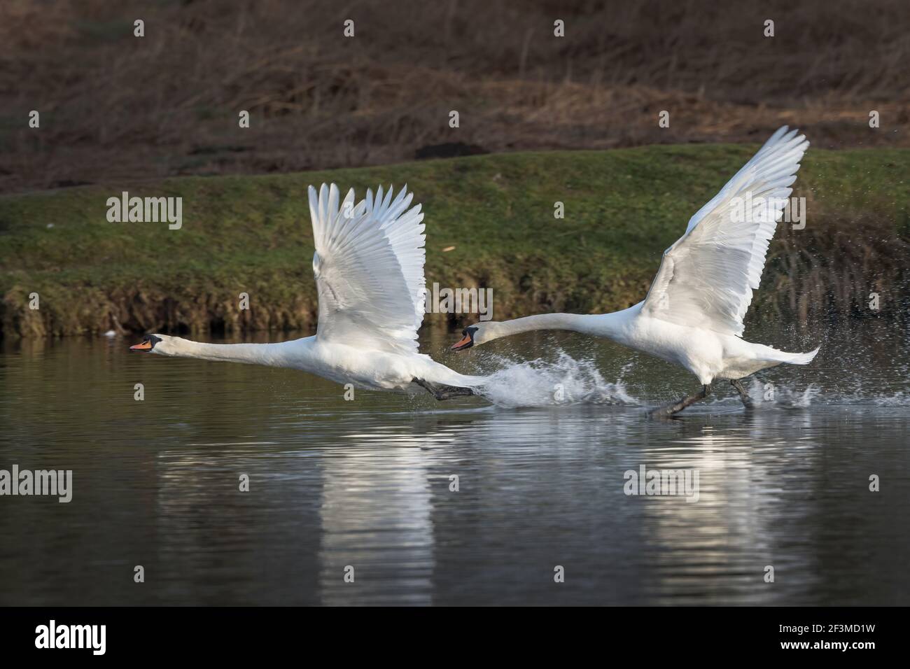 Two swans chasing hi-res stock photography and images - Alamy