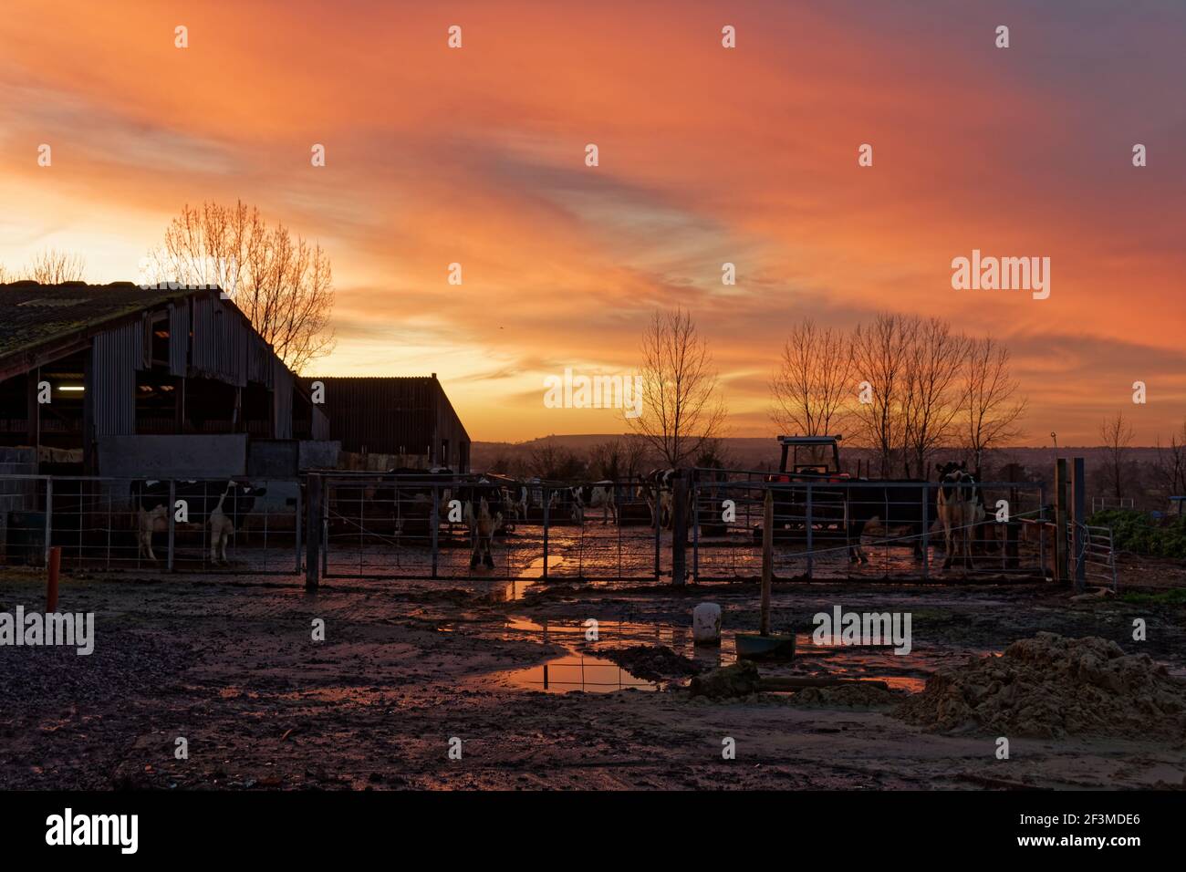 Bath soft cheese farm sunset Stock Photo - Alamy